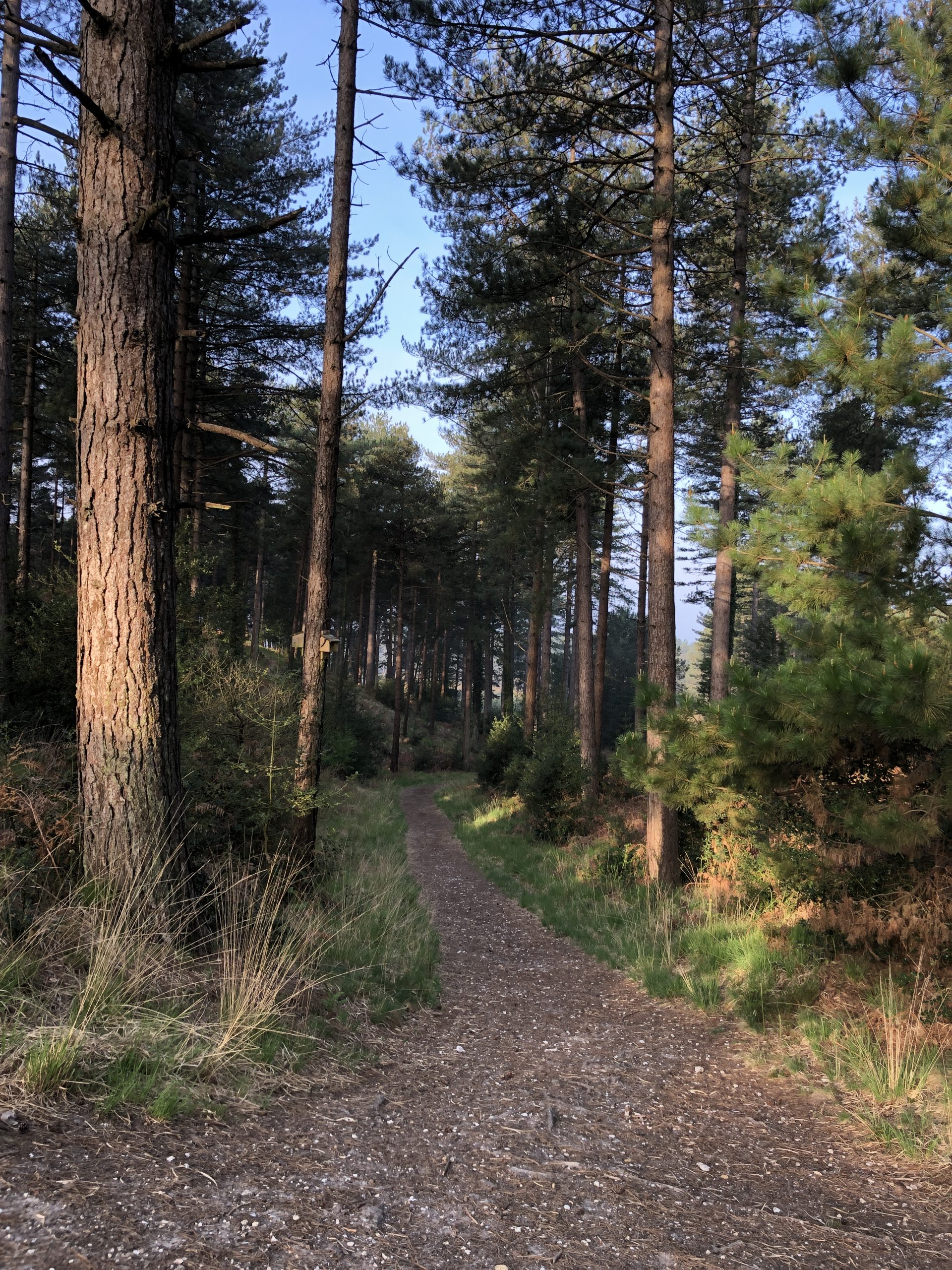 Walk Leader Angela Gordon tells us about her favourite Spring WALX in ...