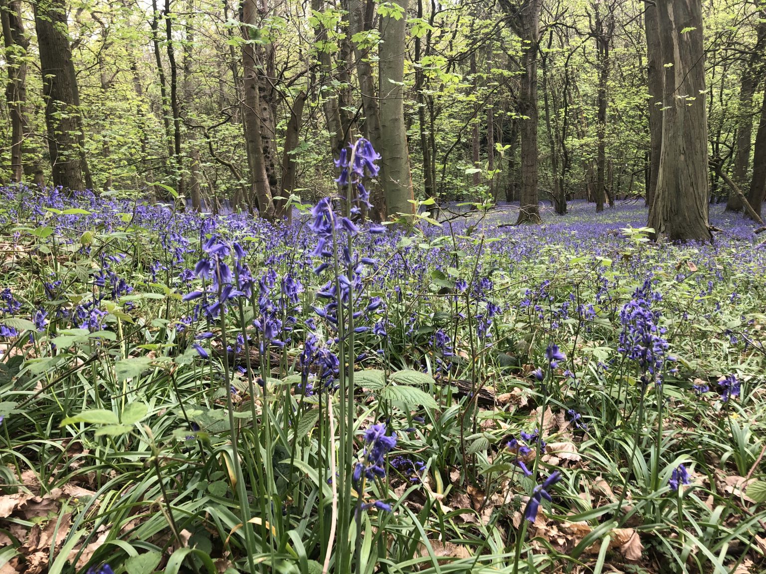 British Bluebells