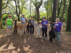 Get started with WALX