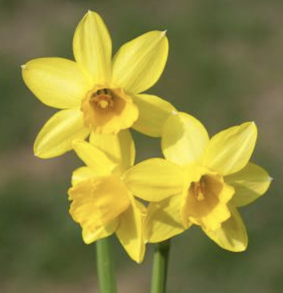 Mother Nature brings us the gift of Spring to celebrate her version of ...